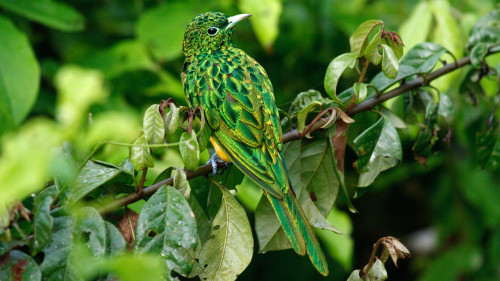 African Emerald Cuckoo adult male - John Caddick | John Caddick