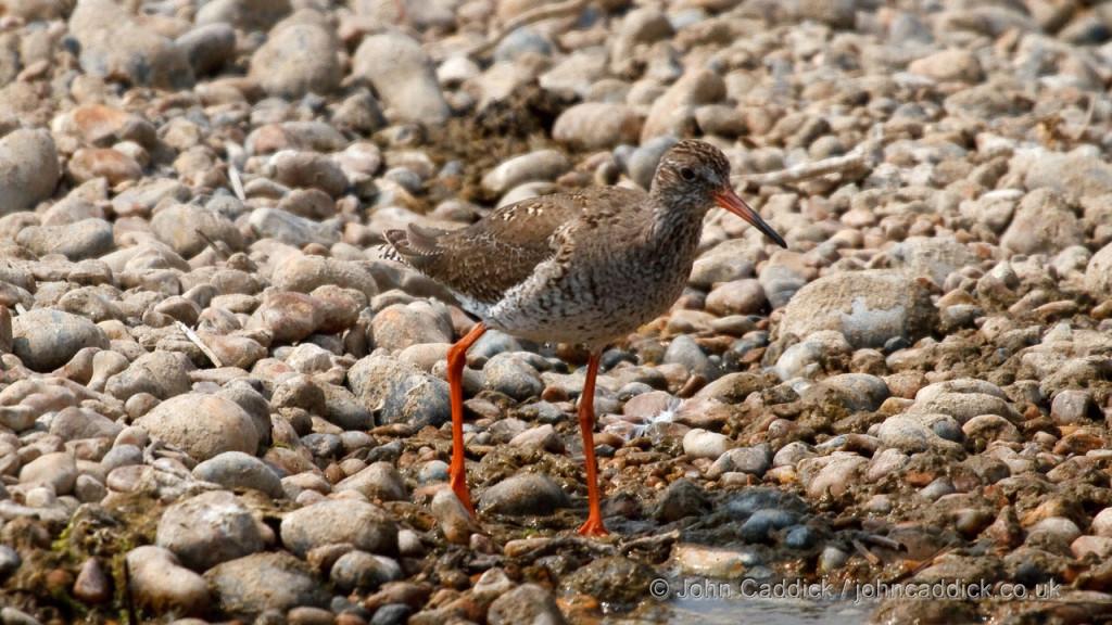 Common Redshank - John Caddick | John Caddick