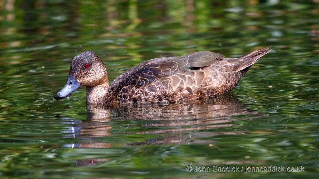 Chestnut Teal adult female - John Caddick | John Caddick