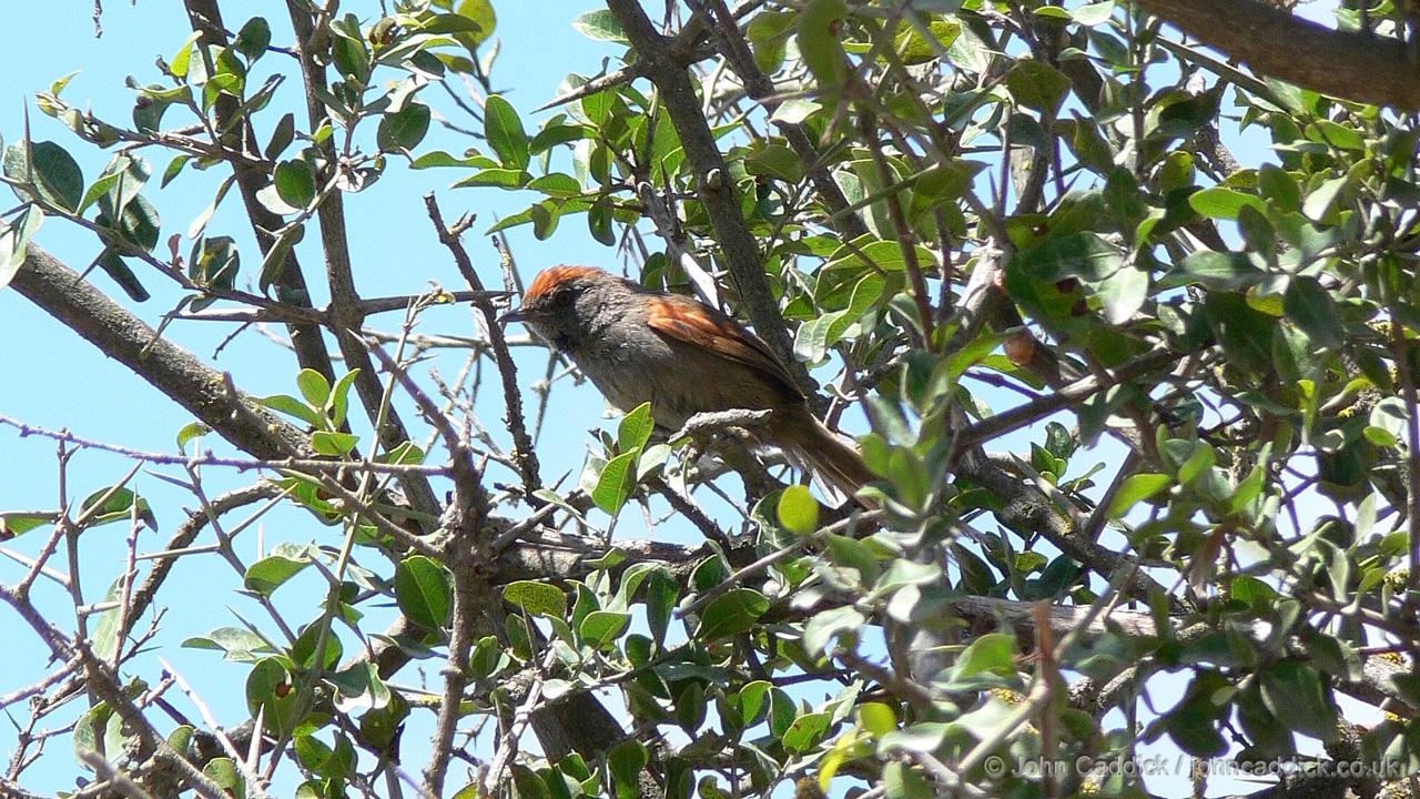 Spix's Spinetail - John Caddick | John Caddick