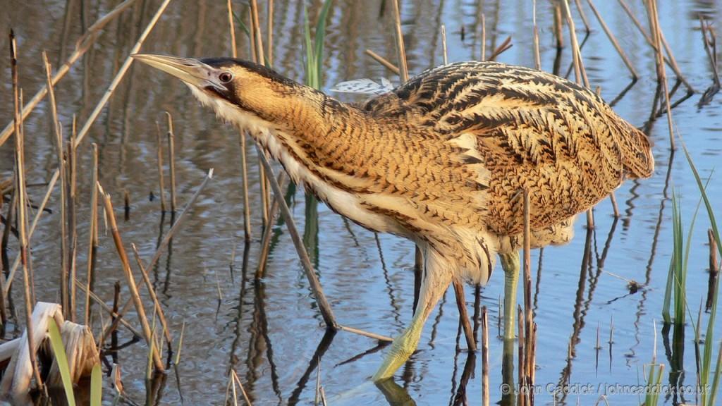 Eurasian Bittern - John Caddick | John Caddick
