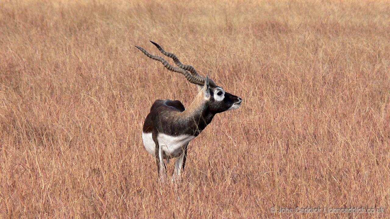Blackbuck male - John Caddick | John Caddick