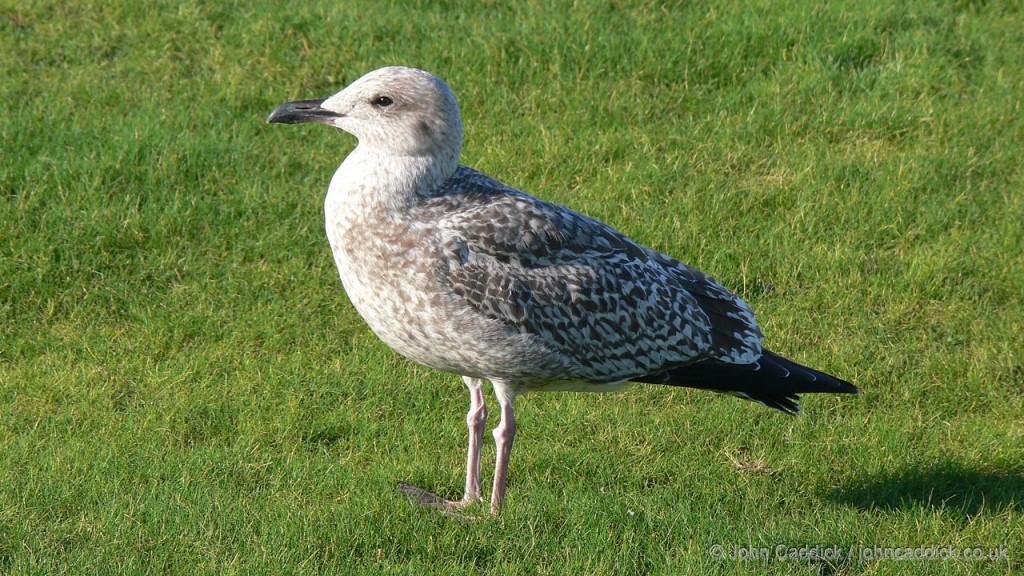 European Herring Gull juvenile - John Caddick | John Caddick