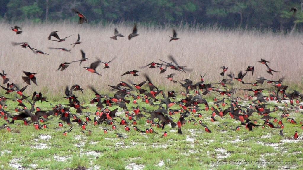 Rosy Bee-eater colony - John Caddick | John Caddick