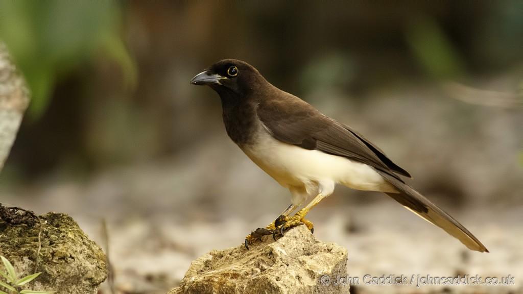 Brown Jay - John Caddick | John Caddick