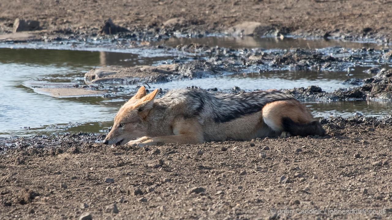 Black-backed Jackal - John Caddick | John Caddick