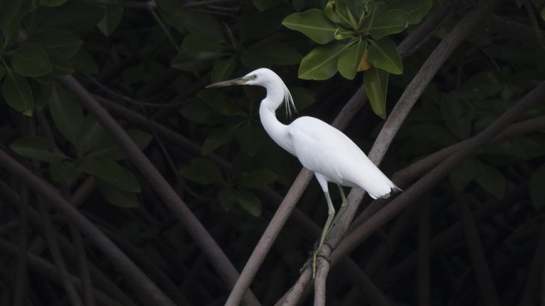 Chinese Egret Egretta eulophotes Laenpak Bia coastal area south of ...