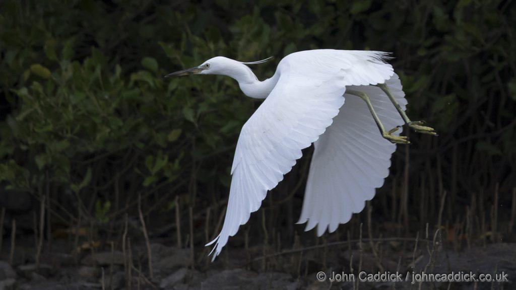 Chinese Egret Egretta eulophotes Laenpak Bia coastal area south of ...