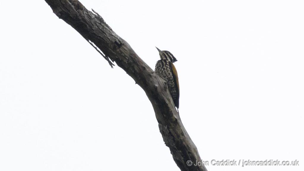Common Flameback Dinopium javanese Kaeng Krachan National Park Thailand ...