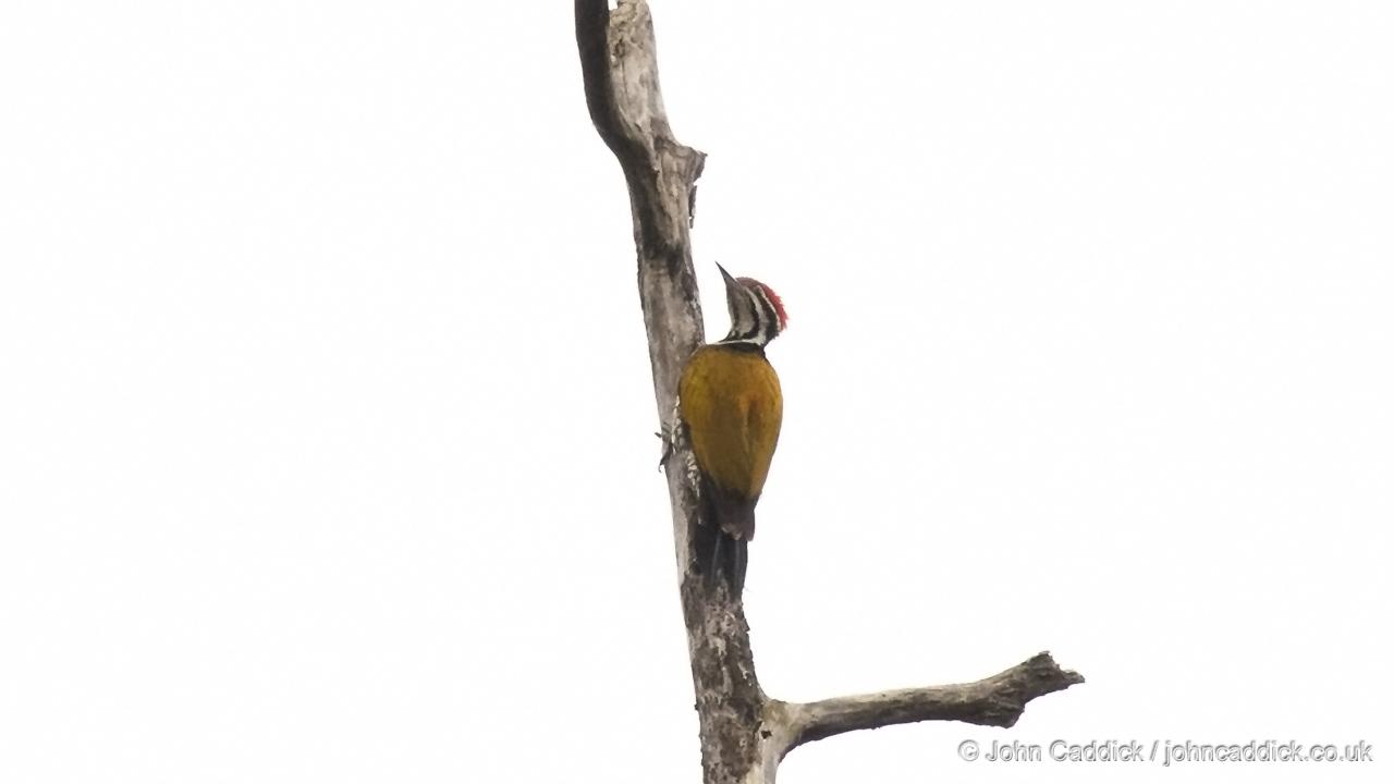 Common Flameback Dinopium javanese Kaeng Krachan National Park | John ...