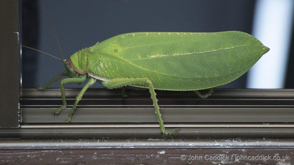 Giant False Leaf Katydid Pseudophyllus titan Khao Yai National Park in ...