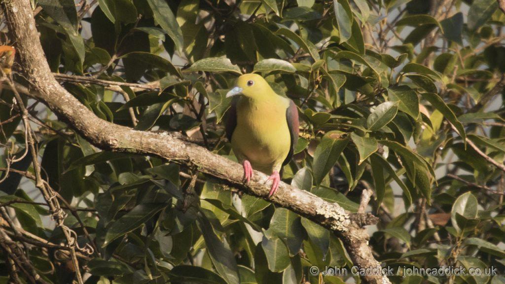 Wedge-tailed Green Pigeon Treron sphenurus Doi Inthanon Thailand | John ...