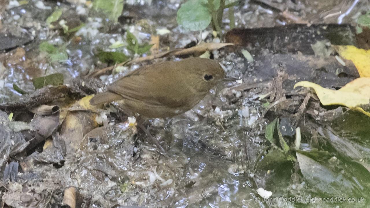 White-browed Shortwing Brachypteryx montana Doi Inthanon Thailand ...