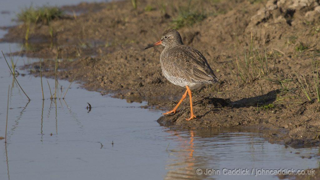 Common Redshank - John Caddick | John Caddick
