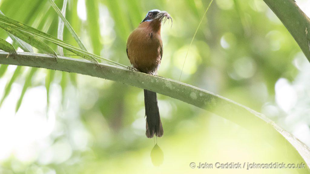 Trinidad Motmot Momotus bahamensis with its prey was seen along the ...