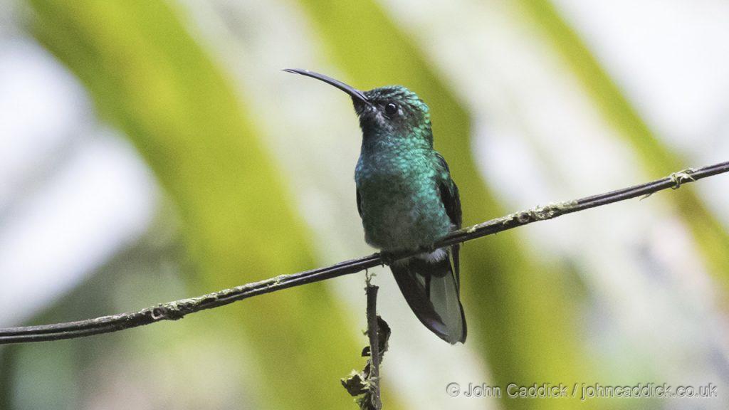 White-tailed Sabrewing Campylopterus ensipennis is an uncommon resident ...