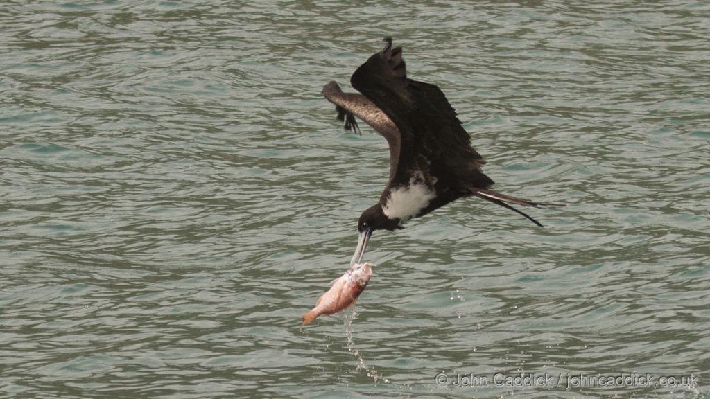 Magnificent Frigatebird taking a fish from the water Tobago Caribbean ...