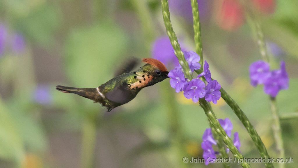 Adult male Tufted Coquette Lophornis ornatus Asa Wright Centre Trinidad ...