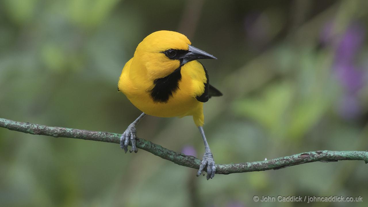 Yellow Oriole Icterus nigrogularis Asa Wright Centre Trinidad | John ...