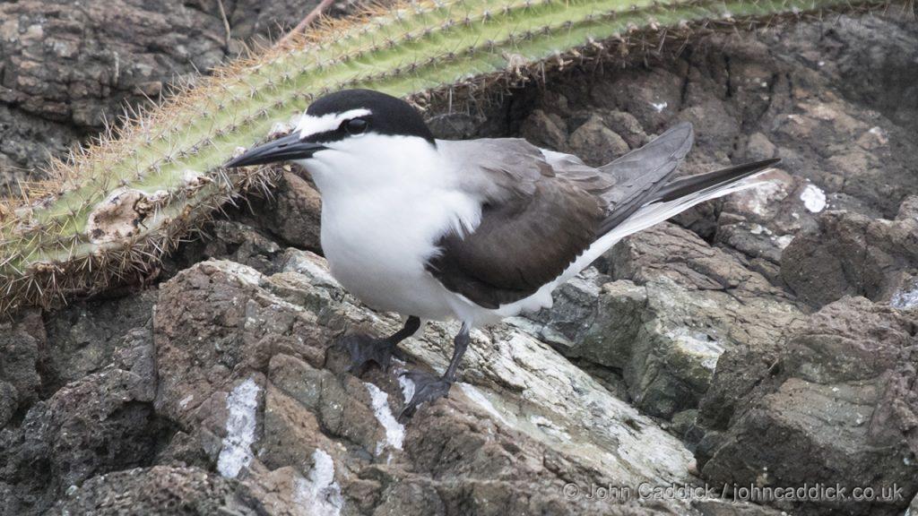 Bridled Tern Onychoprion anaethetus adult near Little Tobago | John Caddick