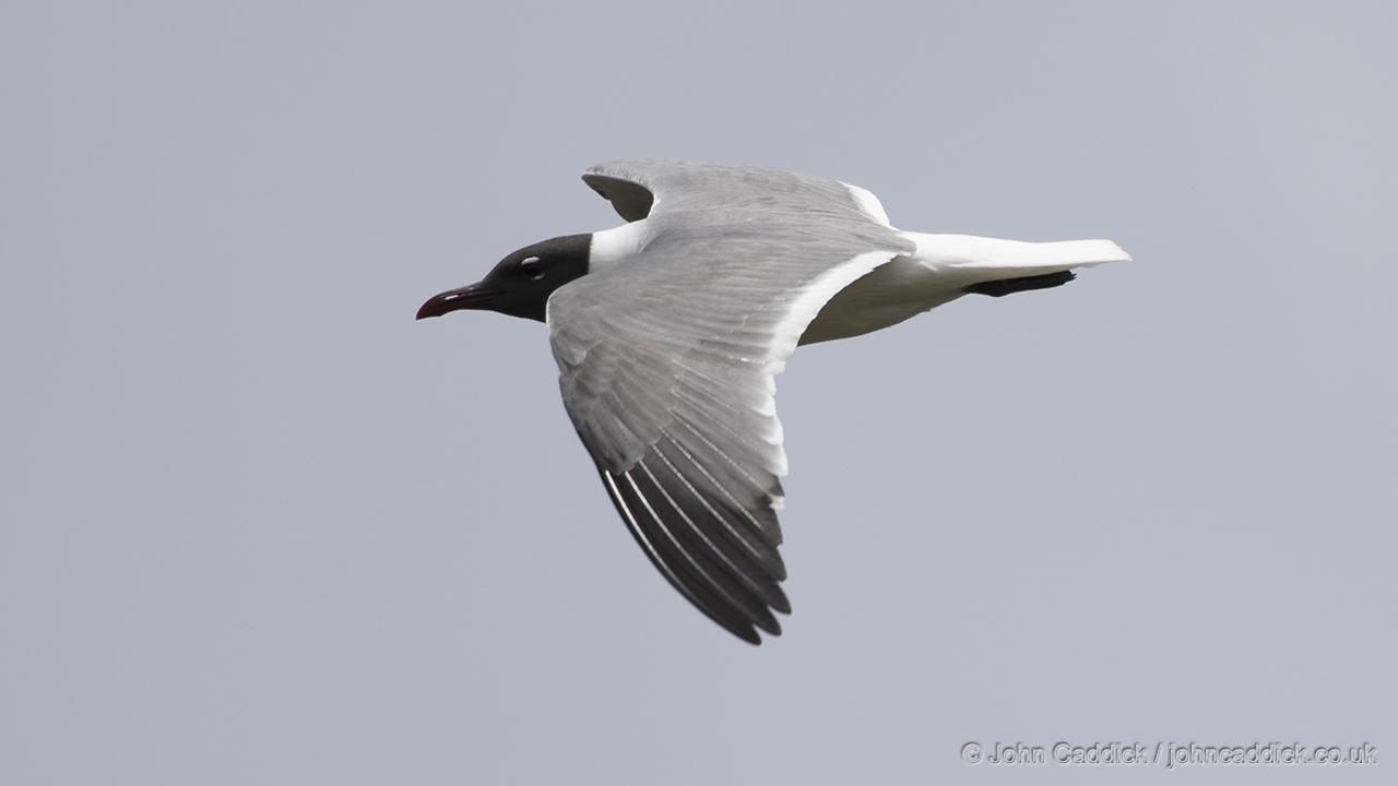 Laughing Gull in flight Leucophaeus atricilla Little Tobago | John Caddick