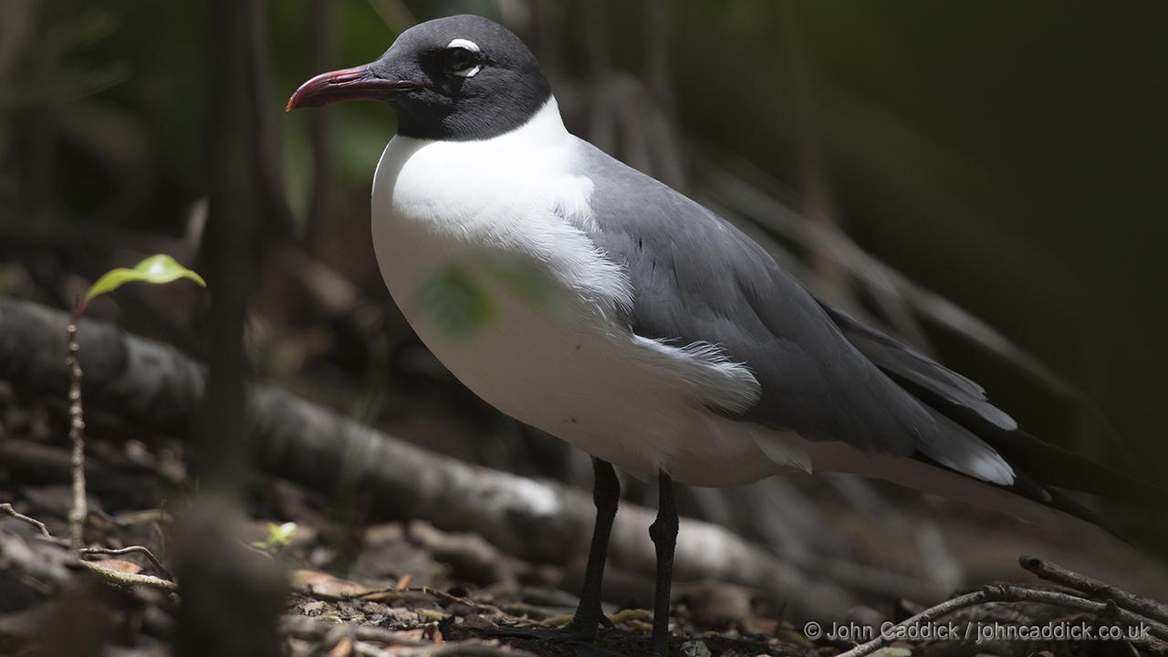 Laughing Gull Leucophaeus atricilla breeding plumage Little Tobago ...