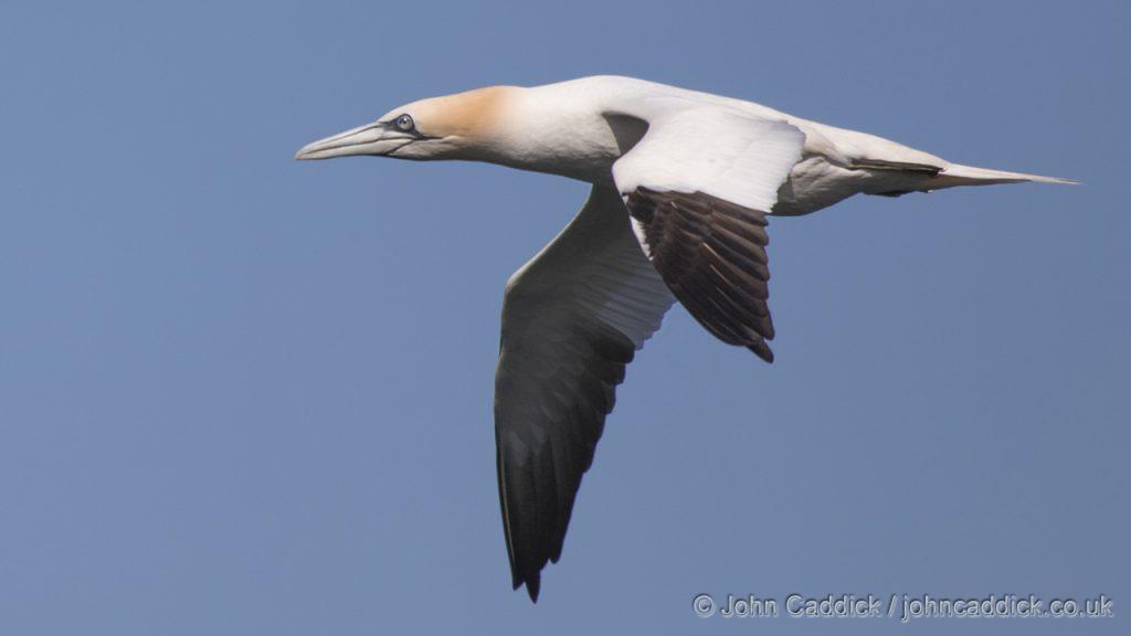 Northern Gannet - John Caddick | John Caddick