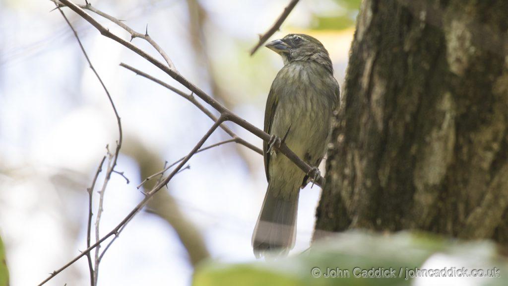 Lesser Antillean Saltator - John Caddick | John Caddick
