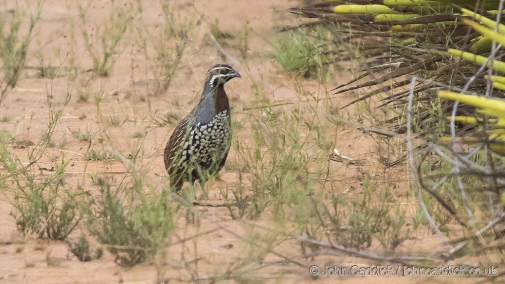 Madagascar Partridge adult male - John Caddick | John Caddick