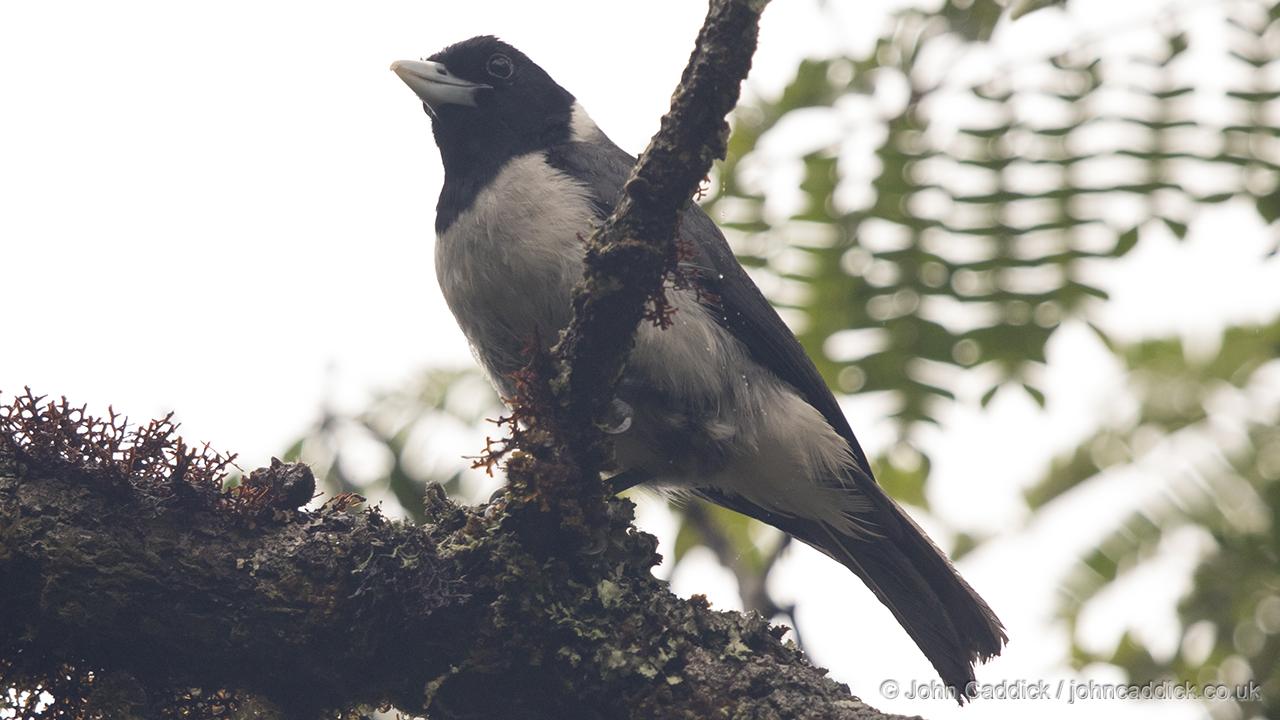 Pollen's Vanga adult male - John Caddick | John Caddick