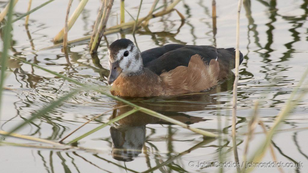 African Pygmy Goose female - John Caddick | John Caddick