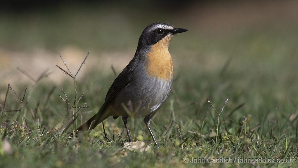 Cape Robin-Chat - John Caddick | John Caddick